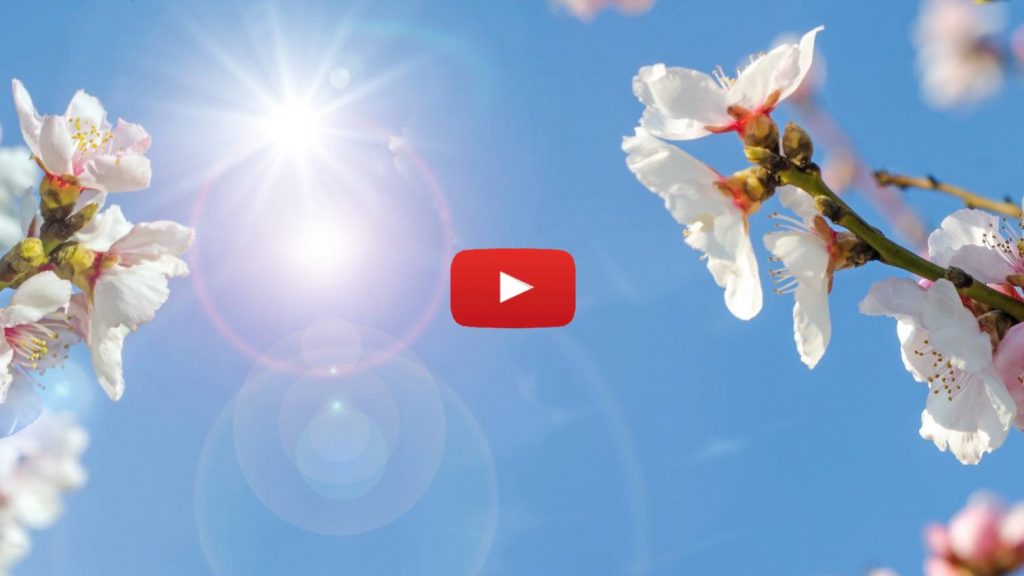 Parshat Noach – the Greatest Artist in the World – Video