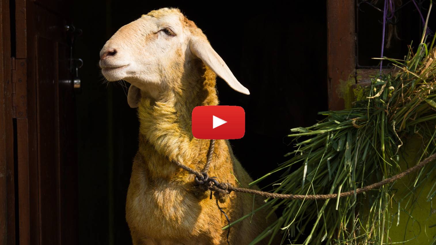 Sixteen Seders to Egypt – Parshat Bo – Video