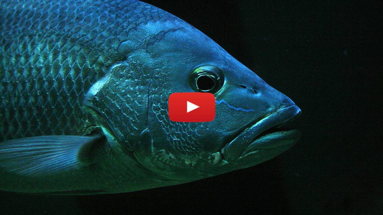 Video – Torah related videos from Ohr Somayach