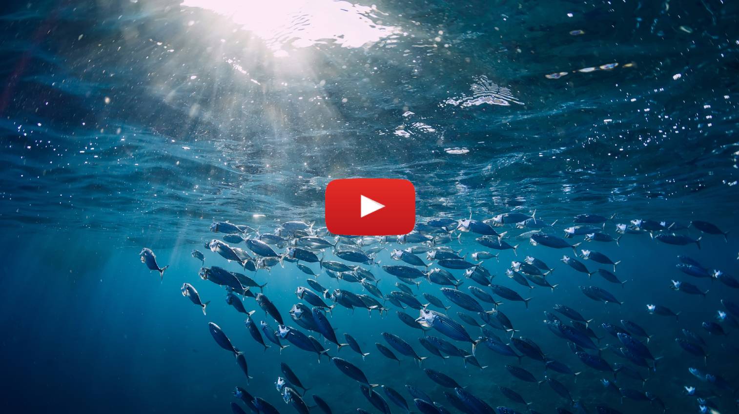 Ohr Somayach Home Page « Home « Ohr Somayach